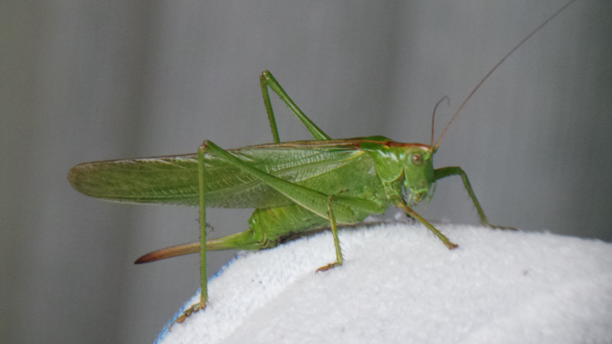 Heuschrecken - Meidling