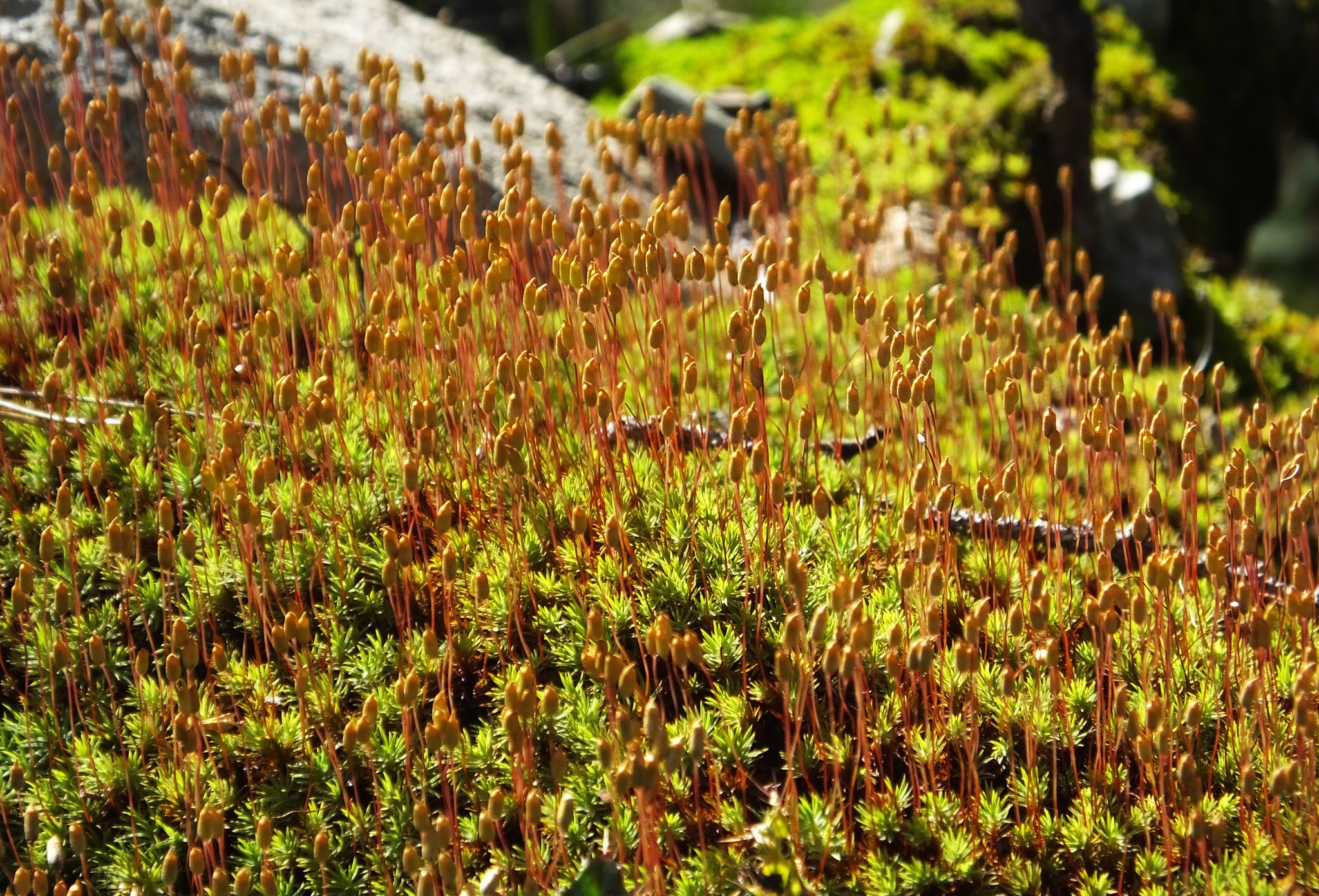 Blühendes Moos - Tennengau