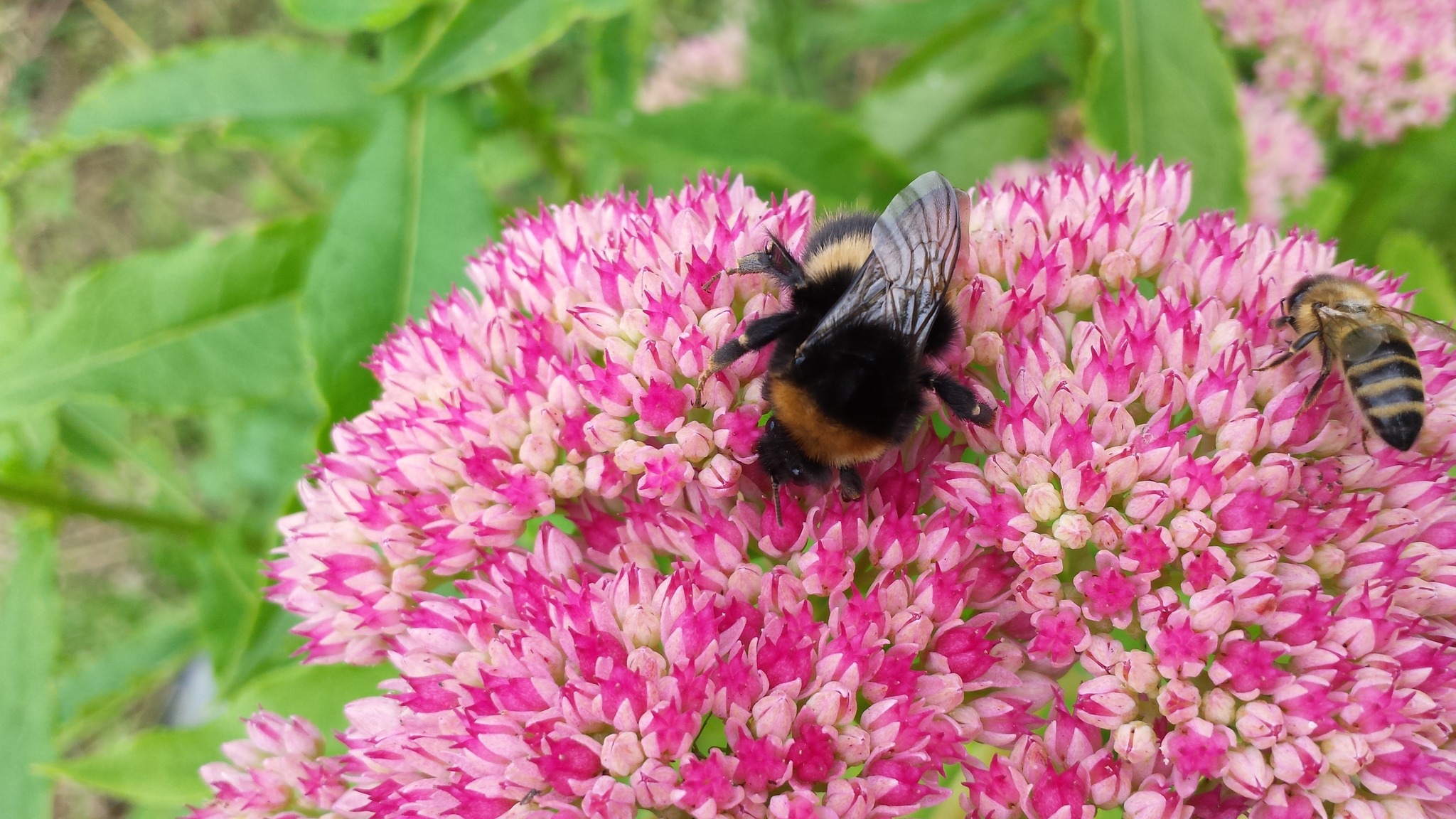 Hummel und Biene ganz emsig bei der Arbeit - Liezen