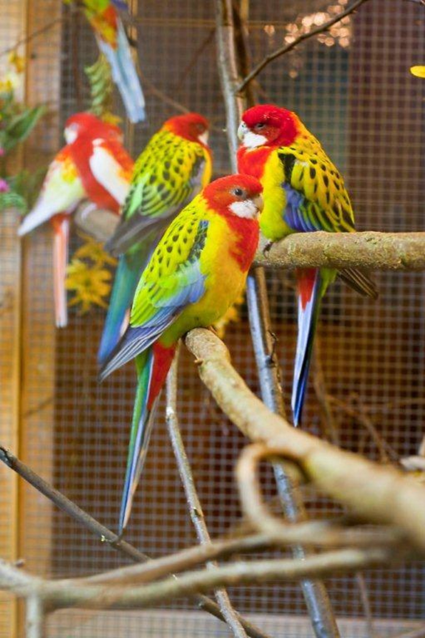 Große Sittich & Papageienschau - Krems