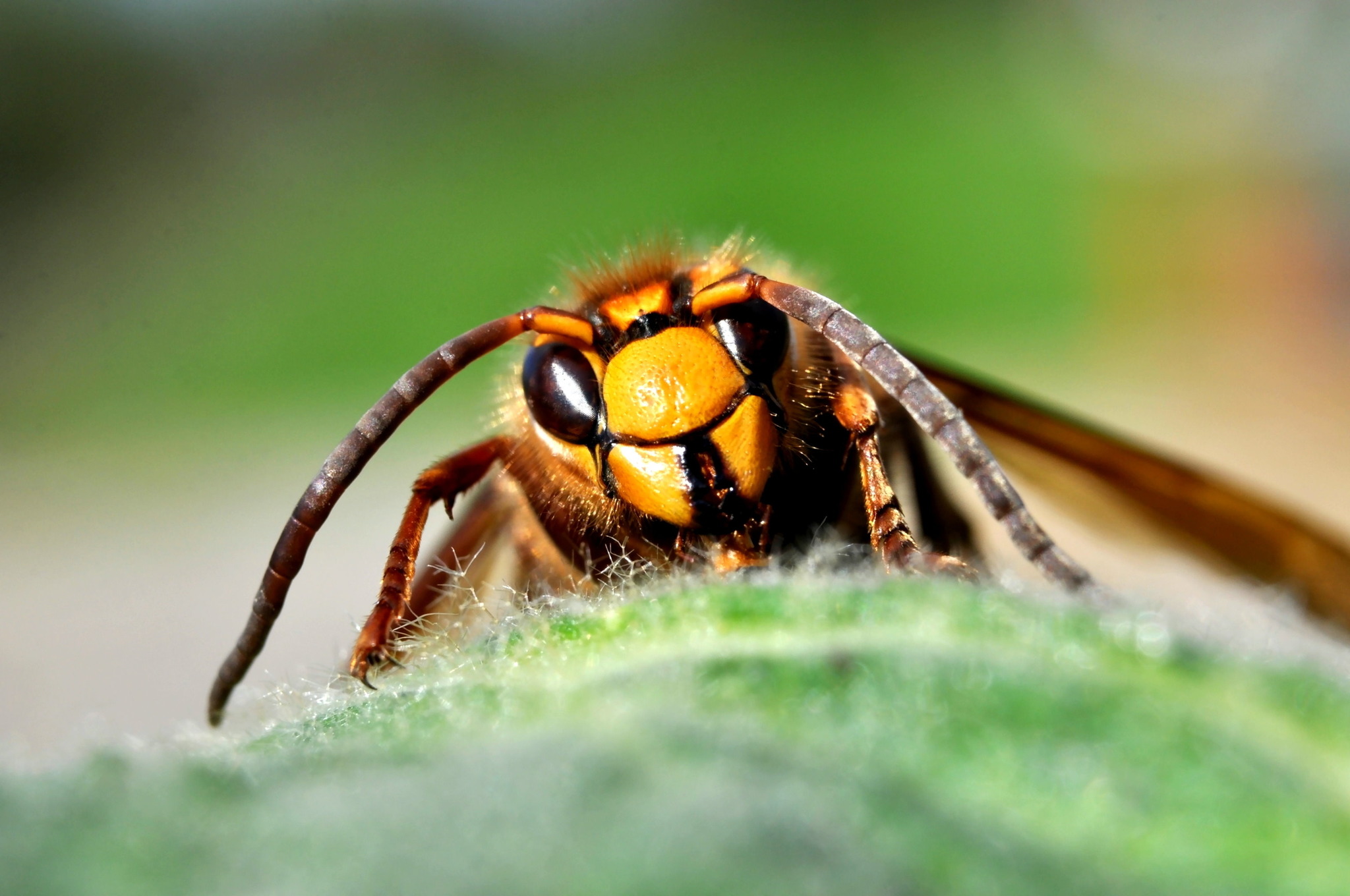 Hornisse - Porträt - Donaustadt