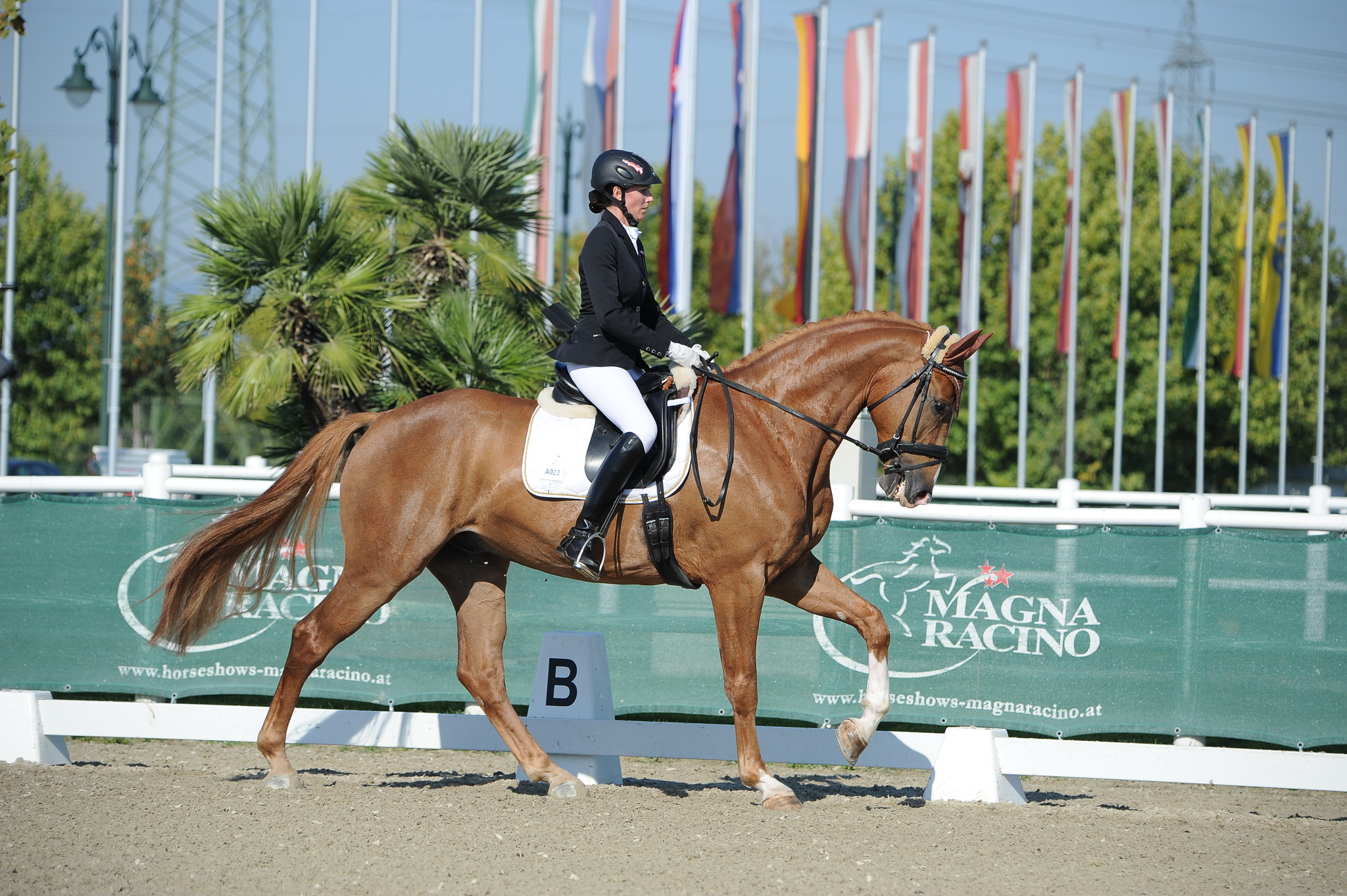 MAGNA RACINO News: Pferdesport zum Quadrat im MAGNA RACINO - Steinfeld