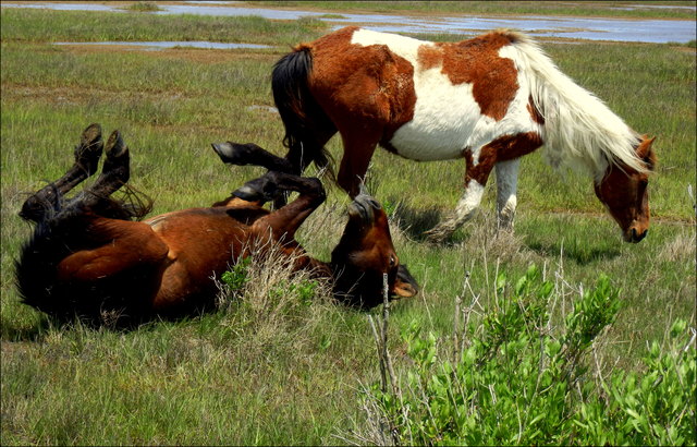 Wild horses ...... - Hollabrunn