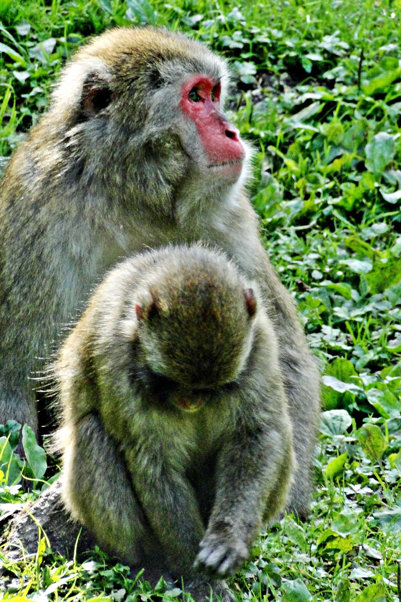 Mein täglicher Affe!! 54 - St. Veit