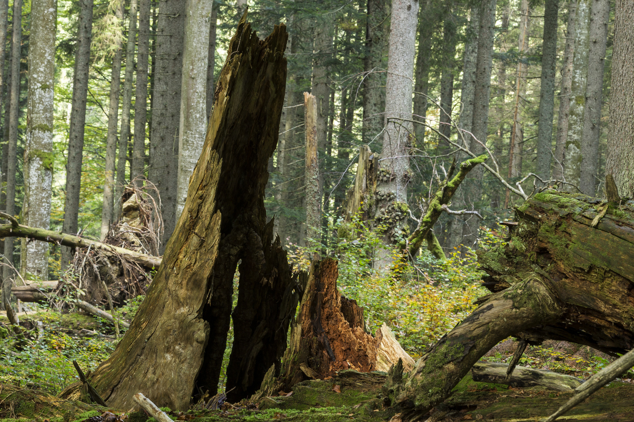 Die Urwälder von morgen: der Biosphärenpark Wienerwald und seine 37 ...