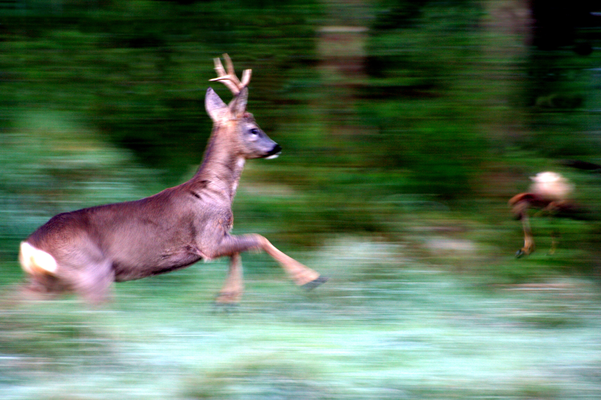 Achtung Wildwechsel - Ried