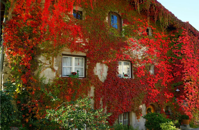 Schwazer Herbstmotive von Newsfoto-Legende Max Scherer - Schwaz
