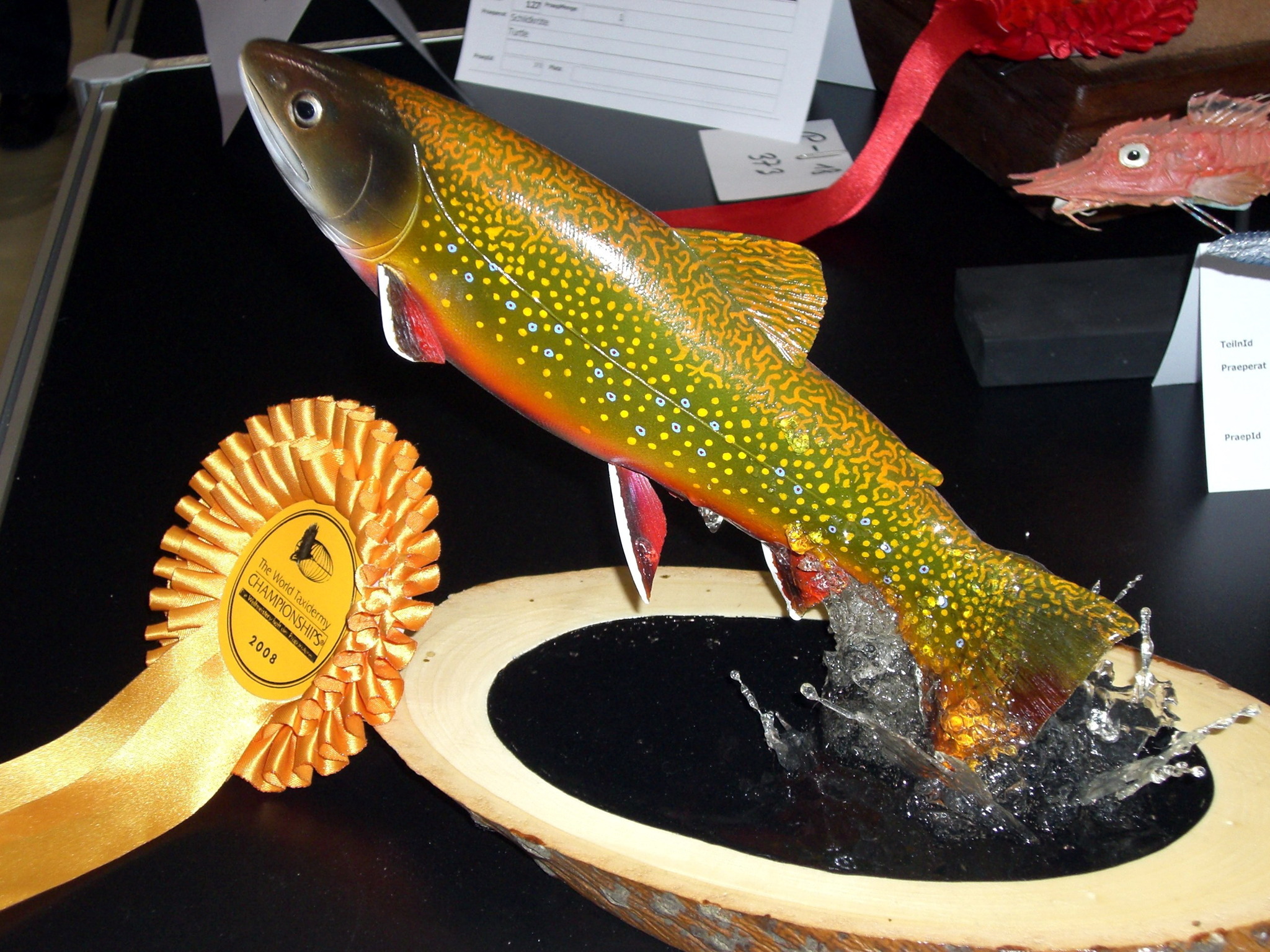 Fische aus unseren Gewässern: der Bachsaibling (Salvelinus fontinalis) - Schwechat