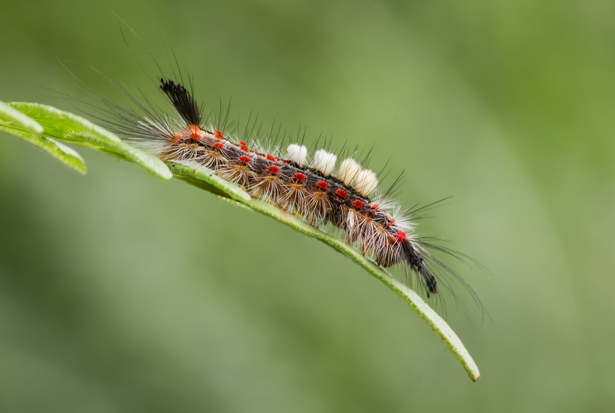 Raupe des Kleinen Bürstenspinners - Murtal