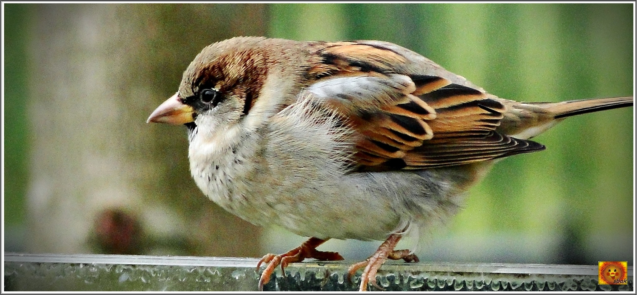 Spatz, bist du aber lieb!! - St. Veit