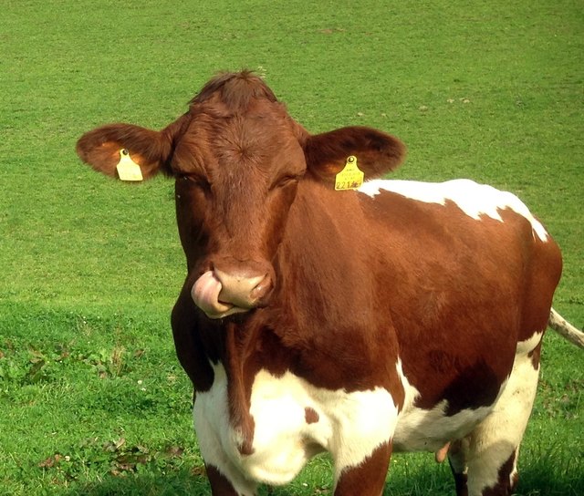 Das Pinzgauer Rind - Allrounder die nur mehr selten zu finden sind ...