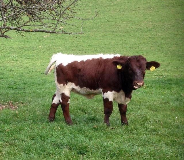 Das Pinzgauer Rind - Allrounder die nur mehr selten zu finden sind ...