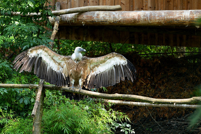 Einige Fotos vom Raritätenzoo Ebbs - Kufstein