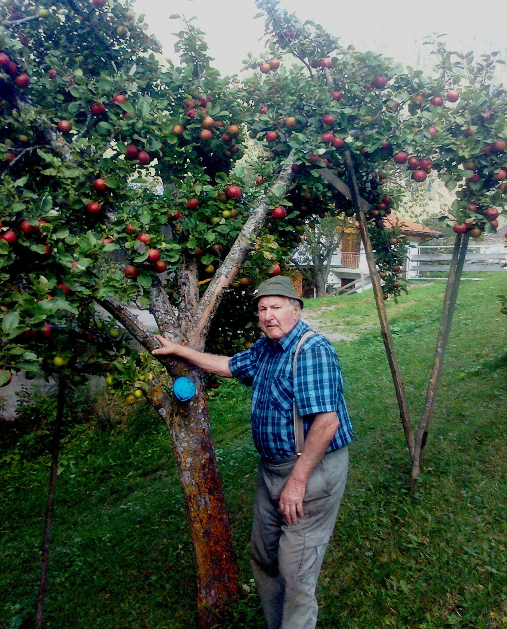 Apfelernte in Runs - Landeck