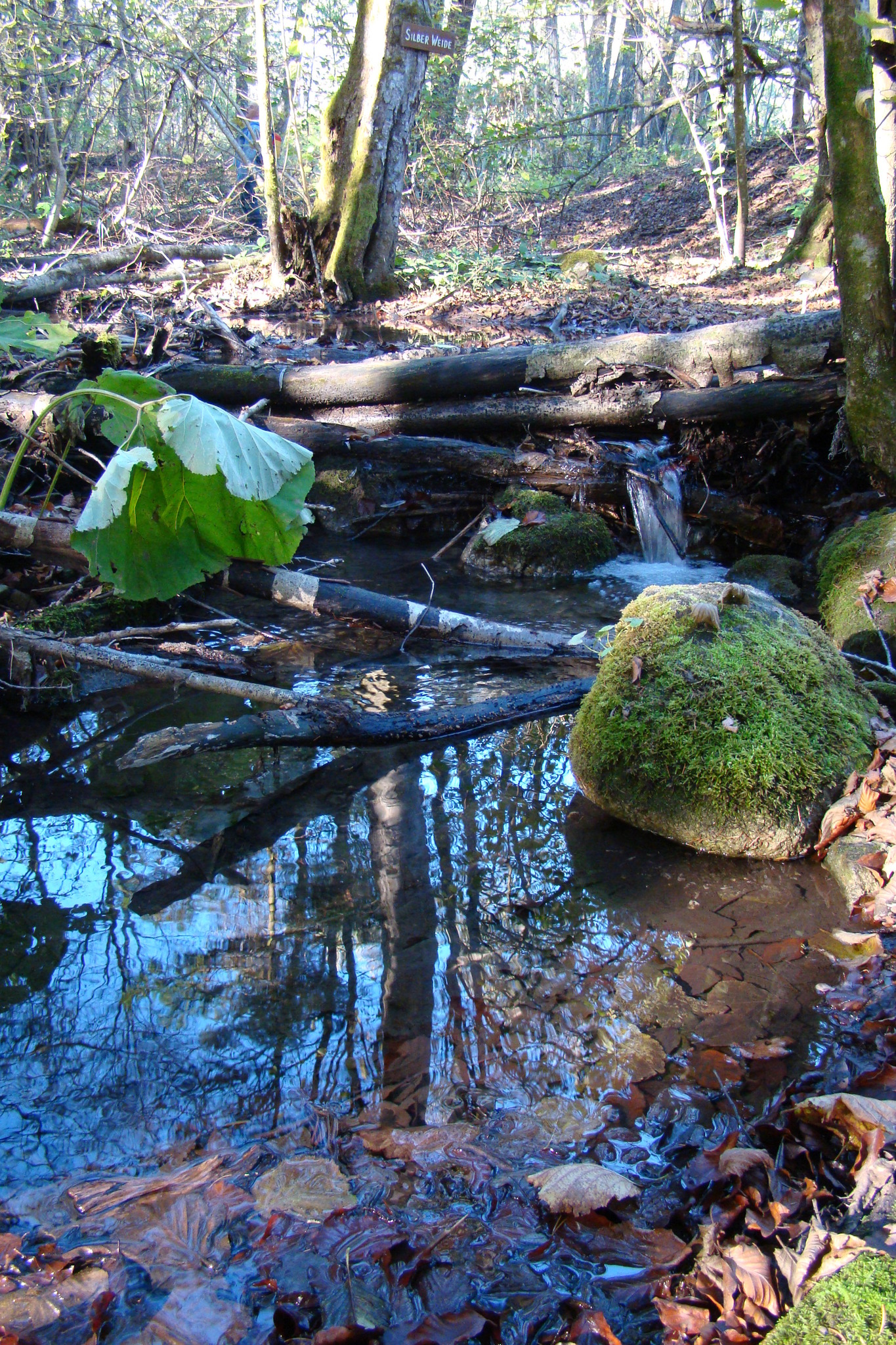 Wald, Wasser, wunderschön...... - Villach