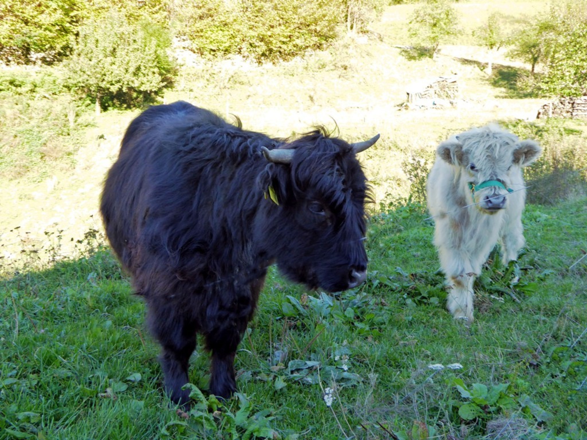 Ein seltener Anblick das weiße Hochlandrind! - Villach