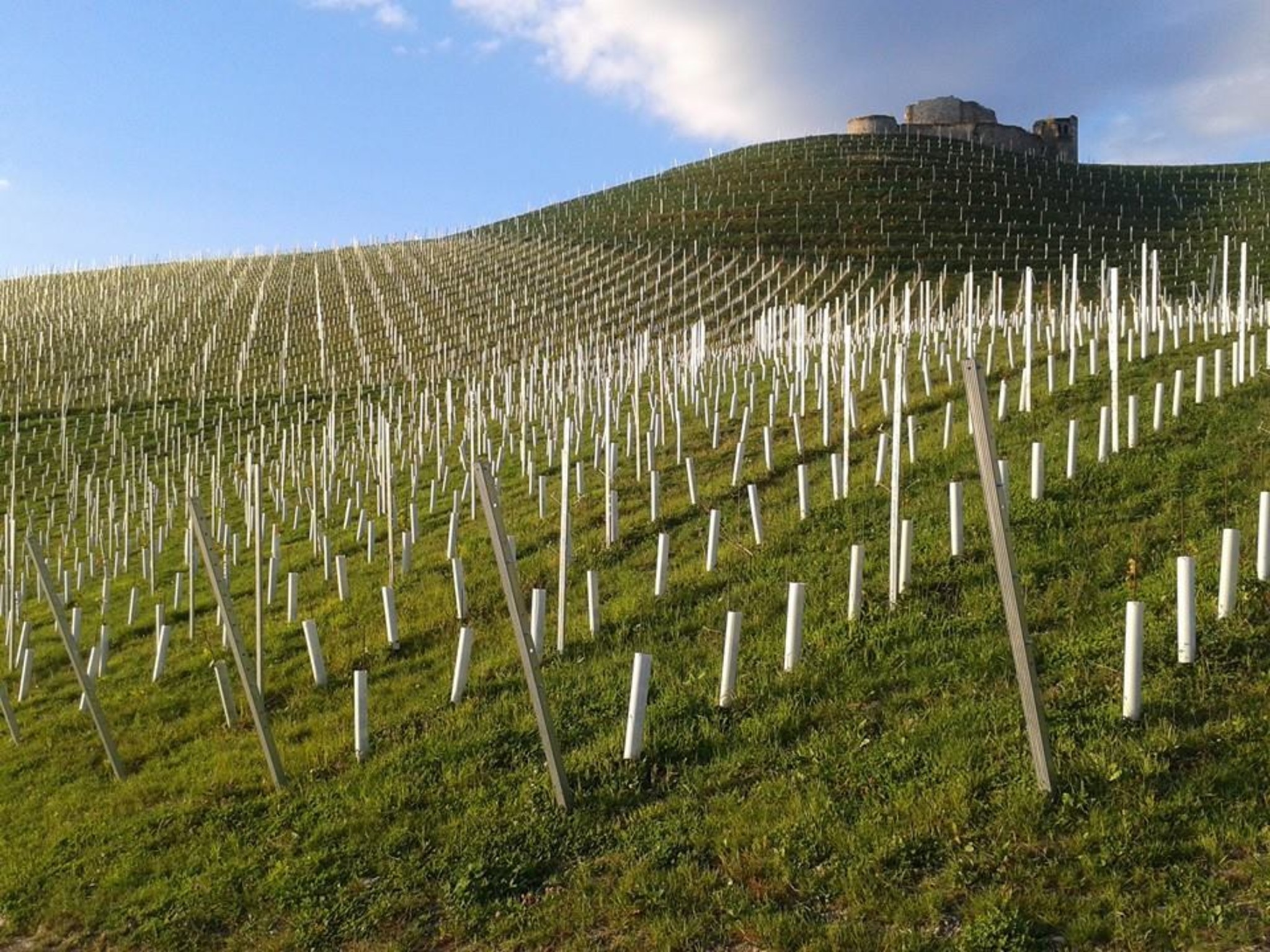 Weingut "Chateau Taggenbrunn" bei St.Veit/Glan - St. Veit