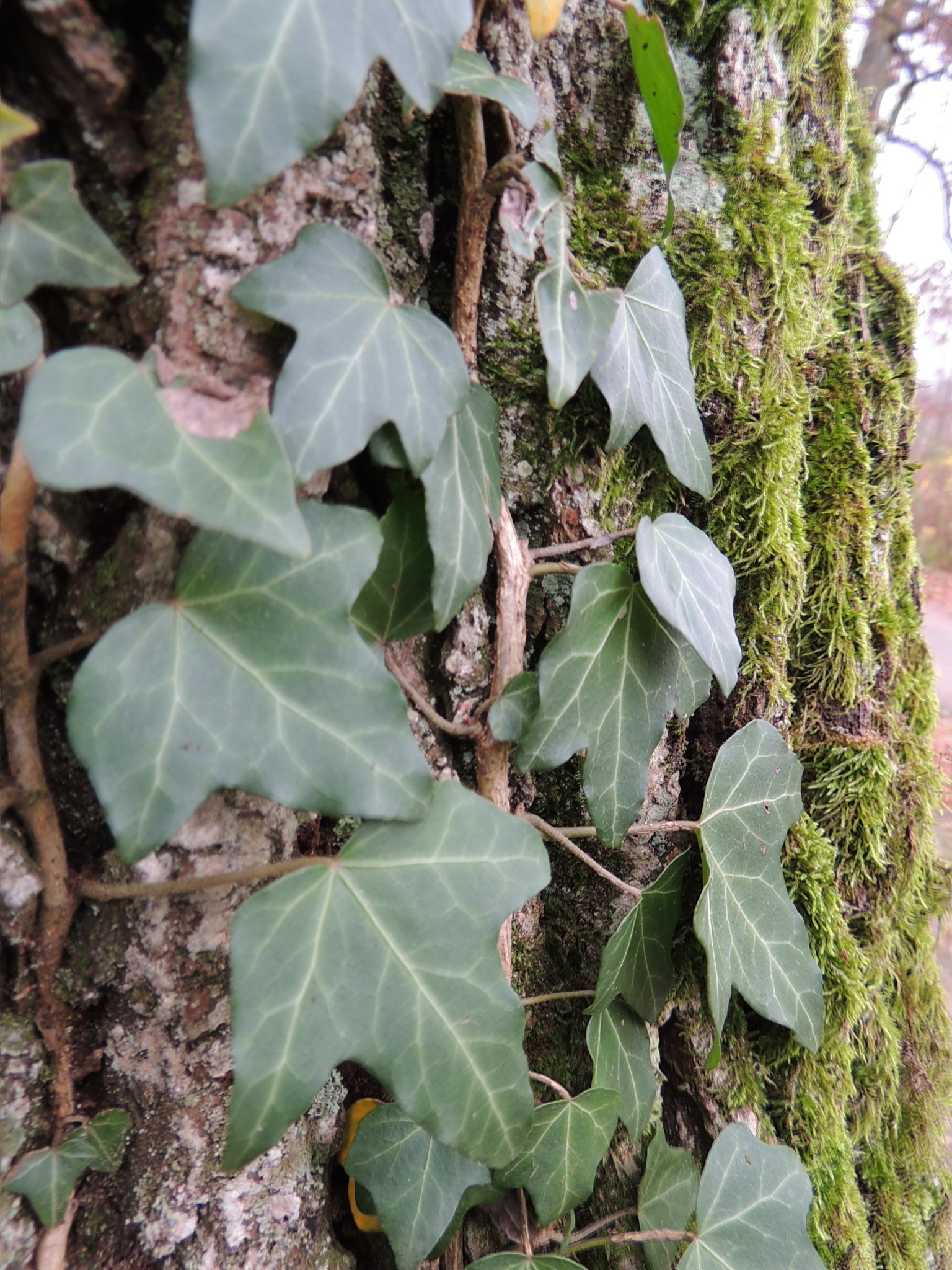 den Baum hinauf ranken - Horn