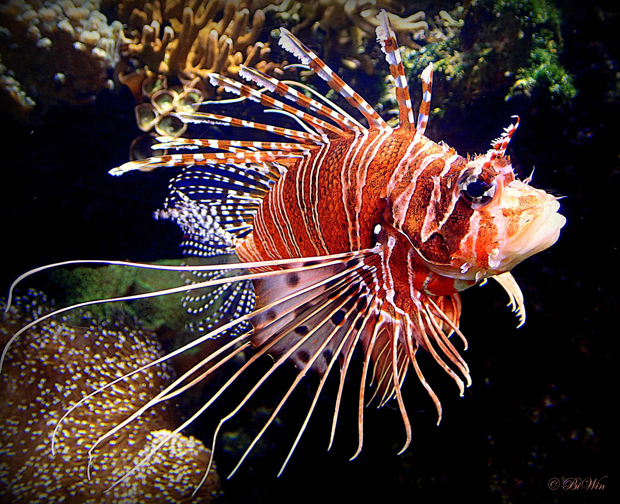 Rotfeuerfisch .... - Hollabrunn