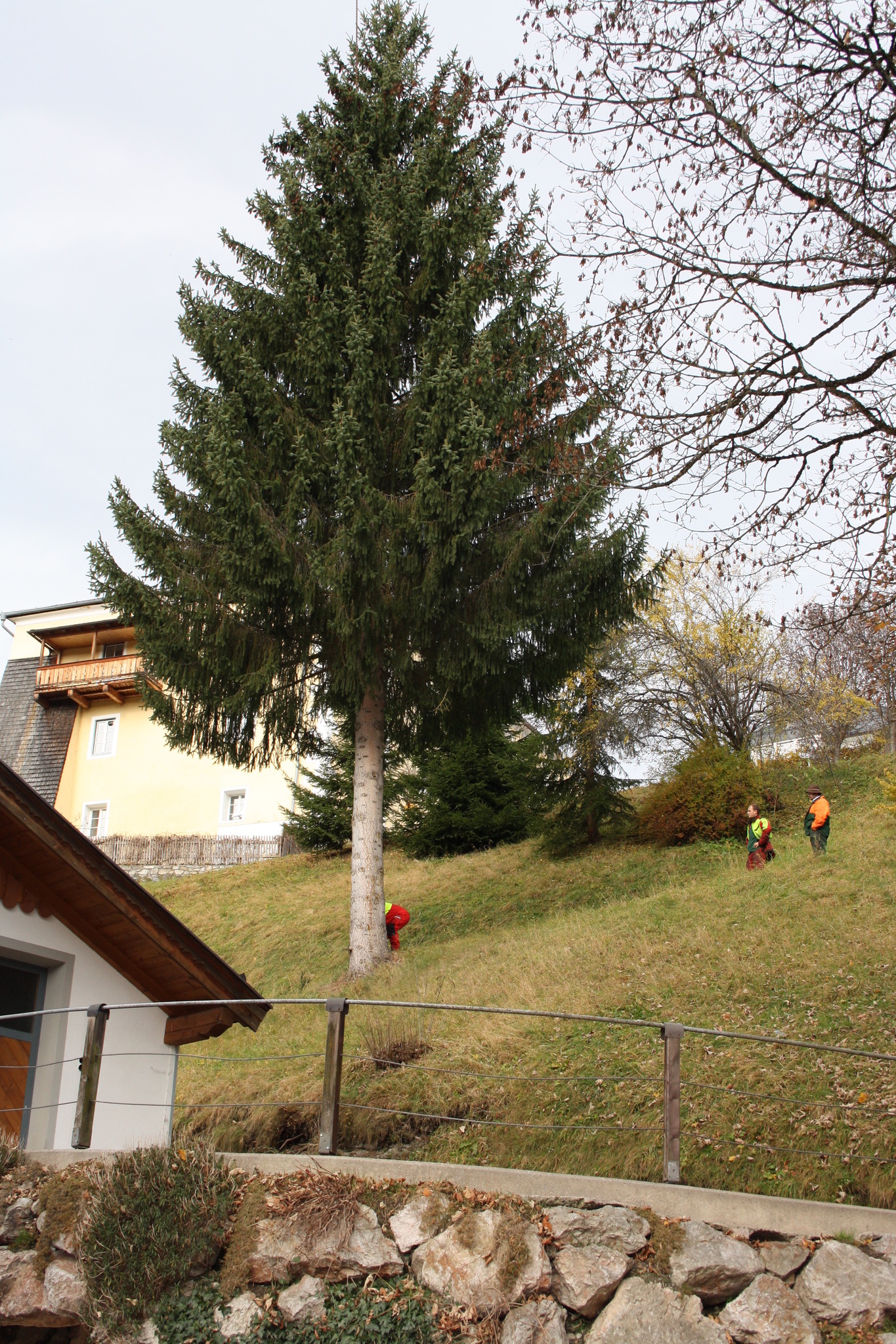 Der Christbaum wurde in Salzburg feierlich übergeben - Lungau