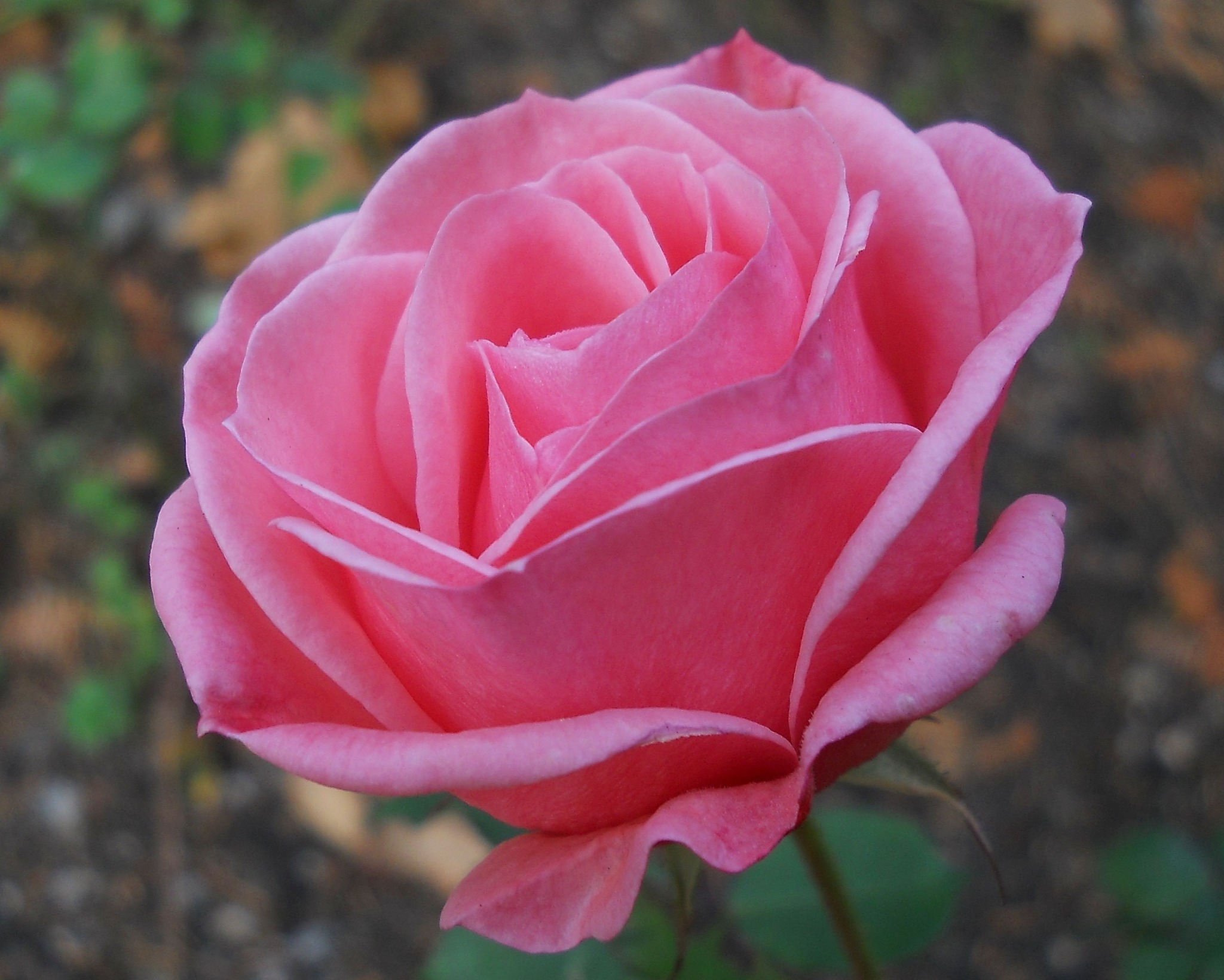 Advent-Rose - Innsbruck