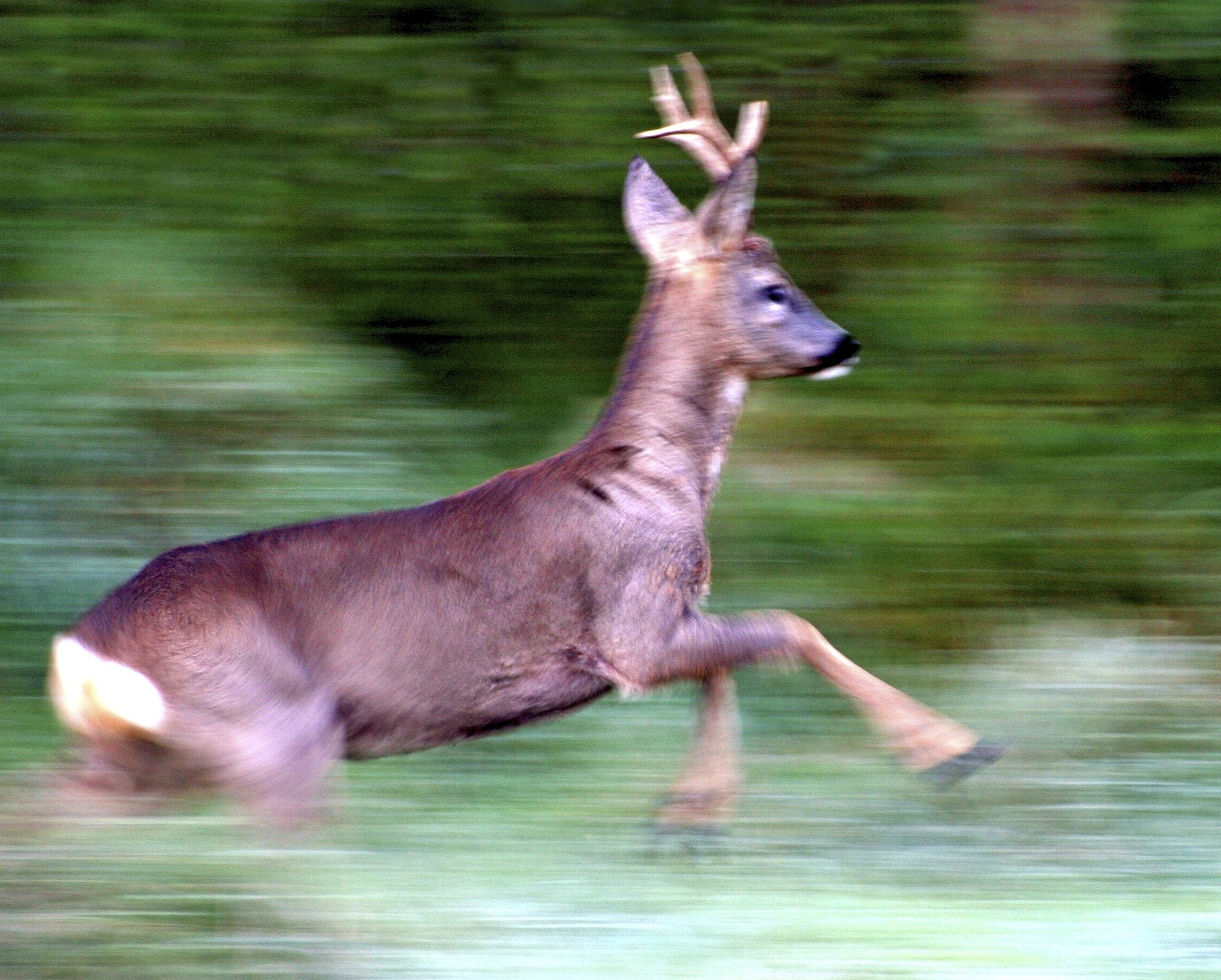 Bei Wildwechsel gilt: Runter vom Gas! - Wels & Wels Land