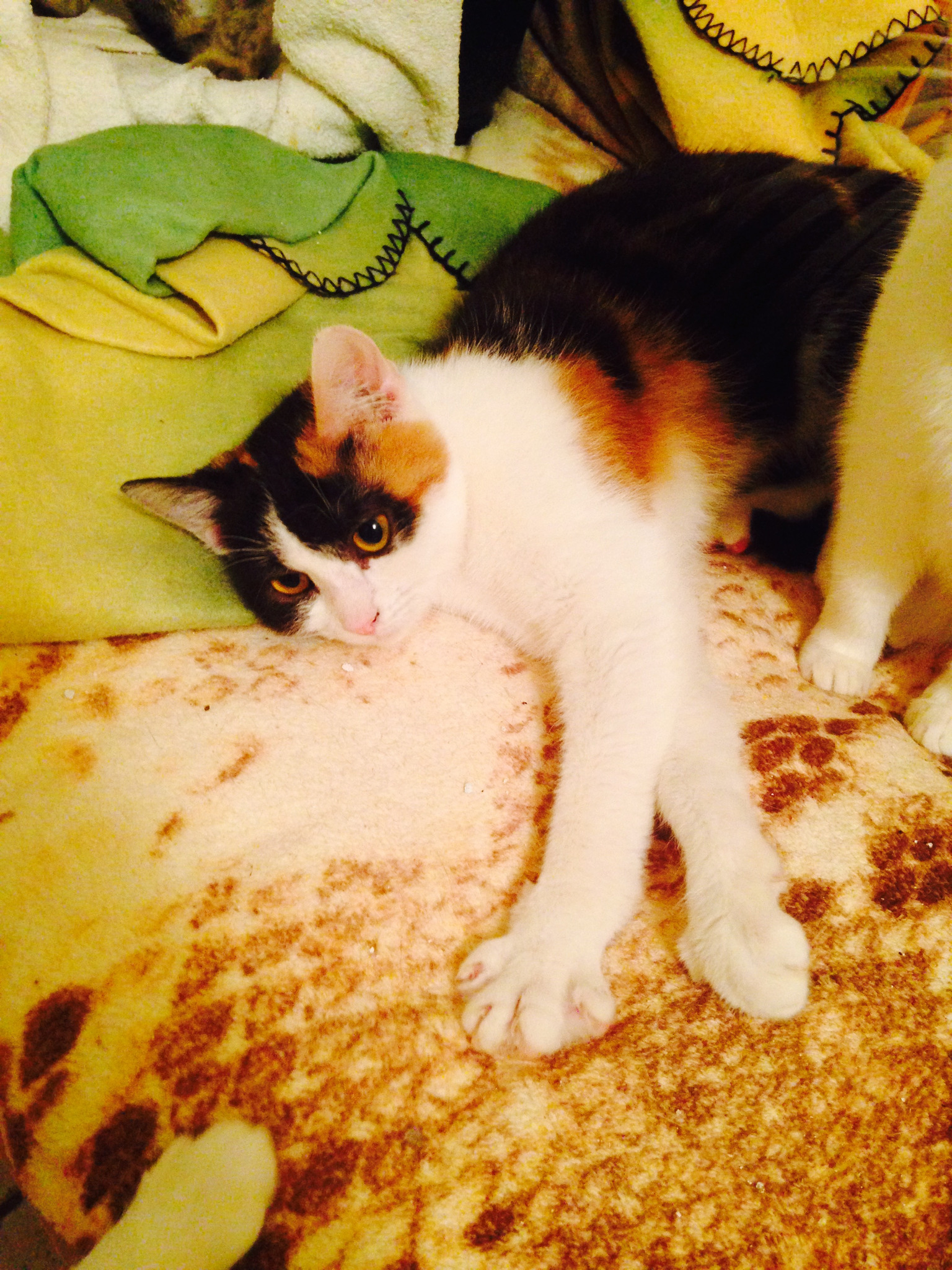 Liebling der Woche: Katze Minka - Grieskirchen & Eferding