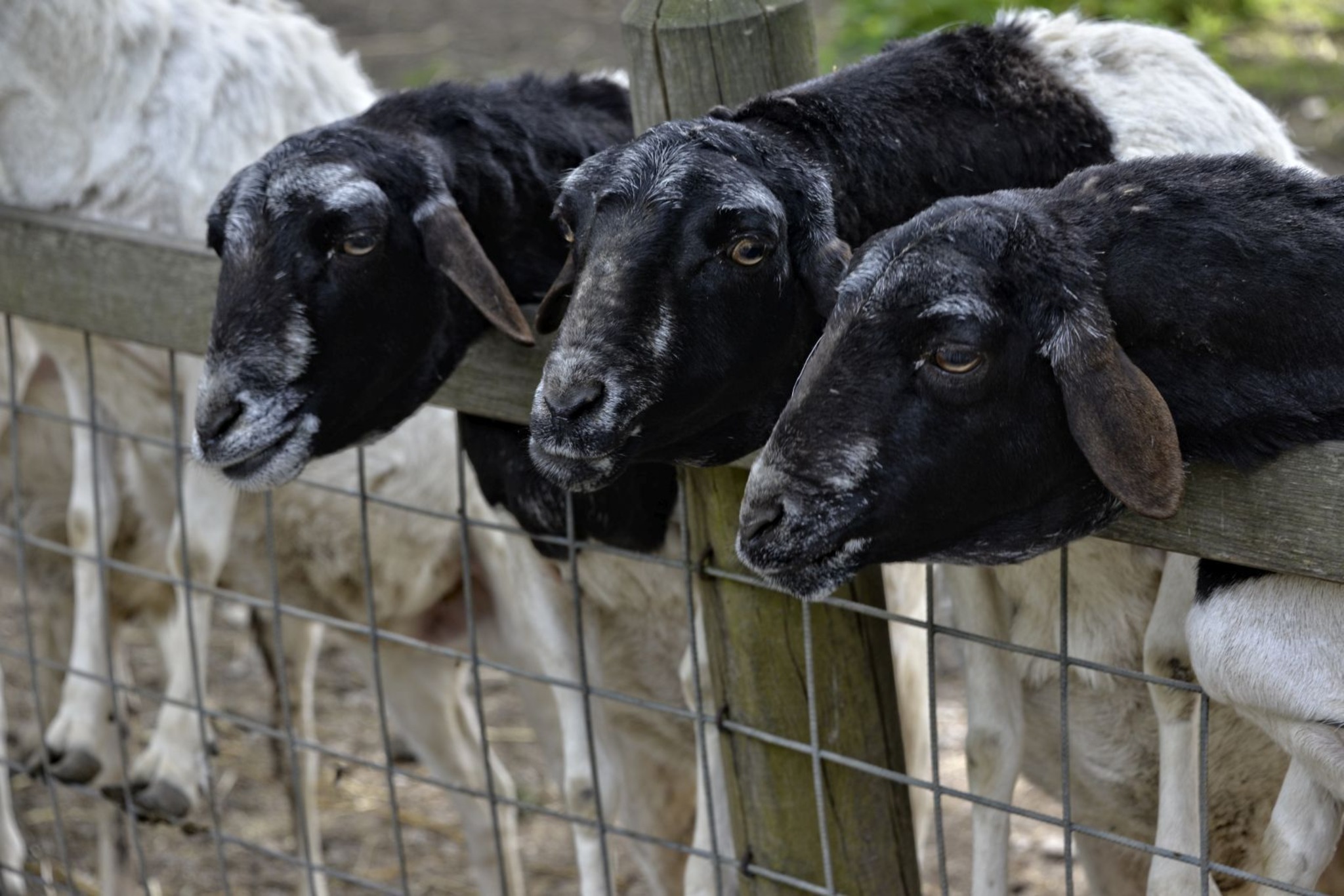Schnorrer im Tierpark - Amstetten