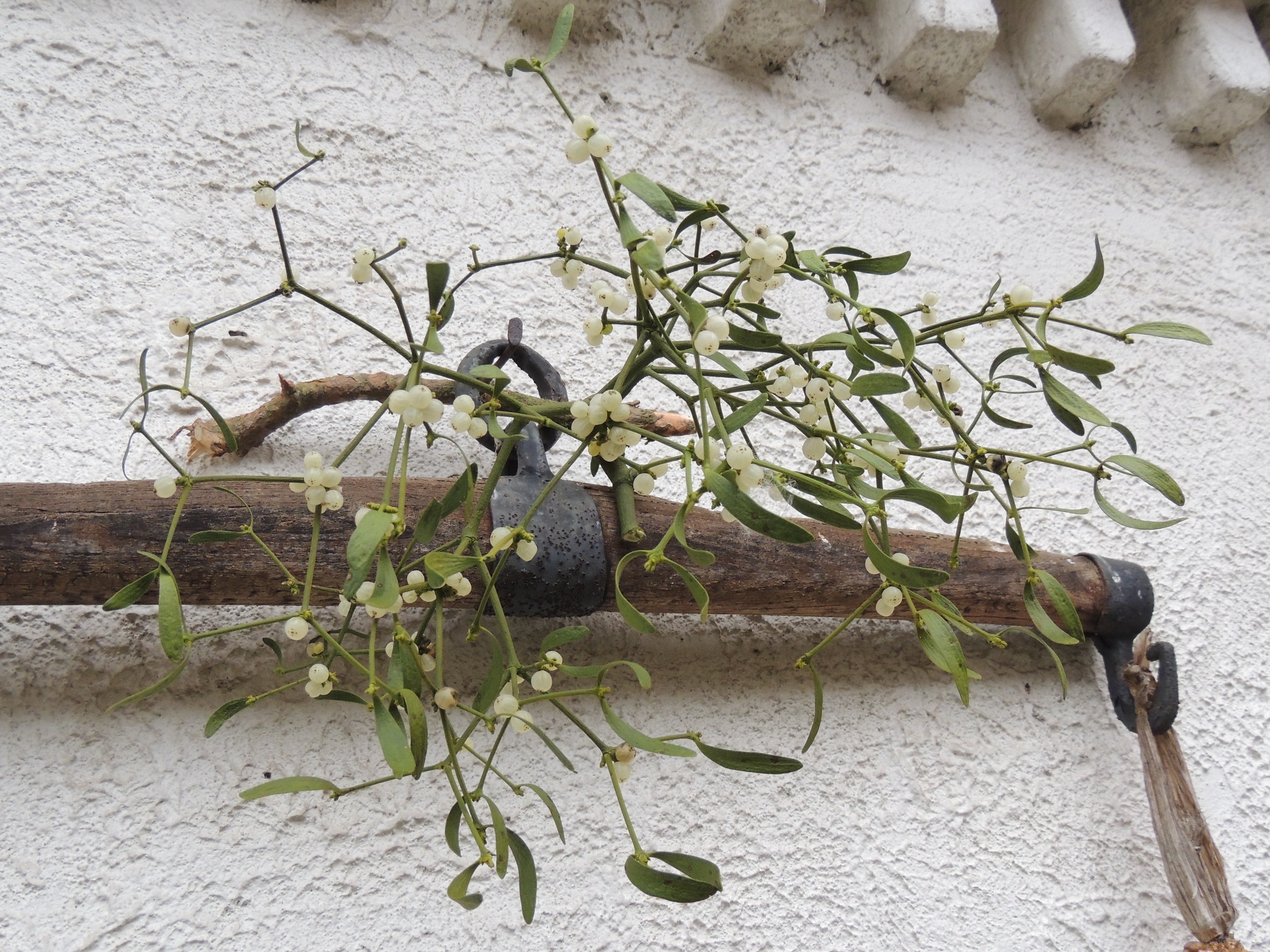 der Mistelzweig und seine Tradition - Horn