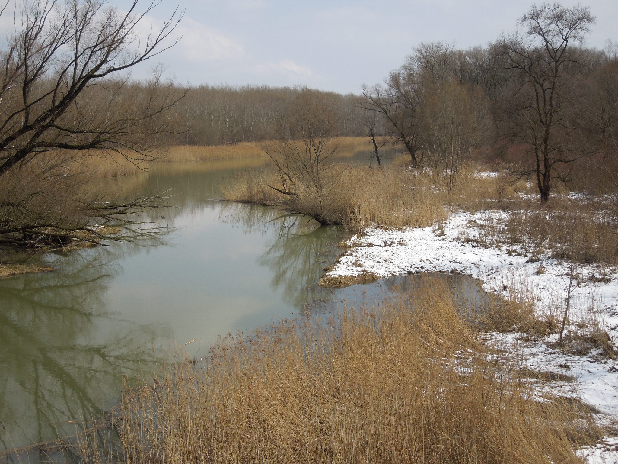 Winterliche Stockerauer Au - Korneuburg