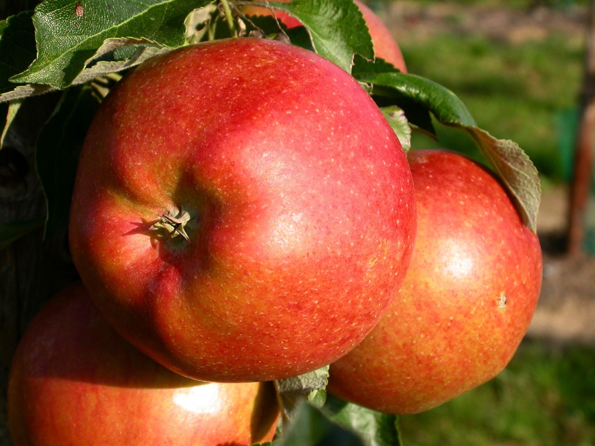 Äpfel sind gesund.................. - Innsbruck