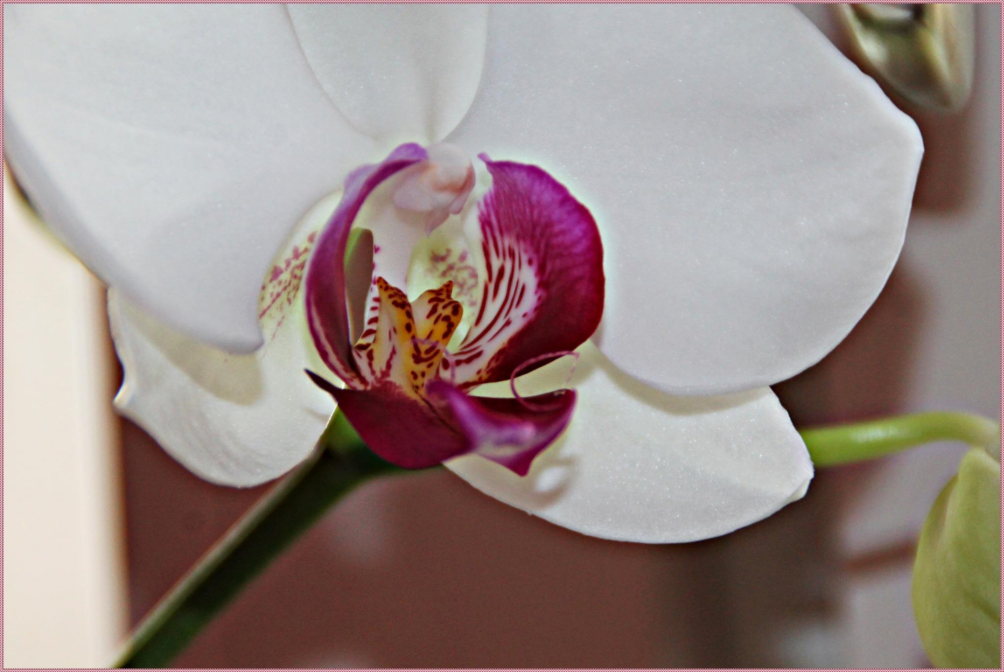 Die Orchidee zeigt sich von der schönsten Seite - Favoriten