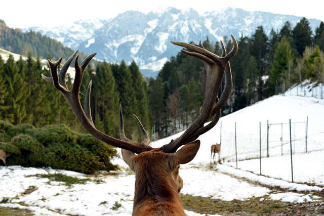 Wildpark Wildbichl - Kufstein