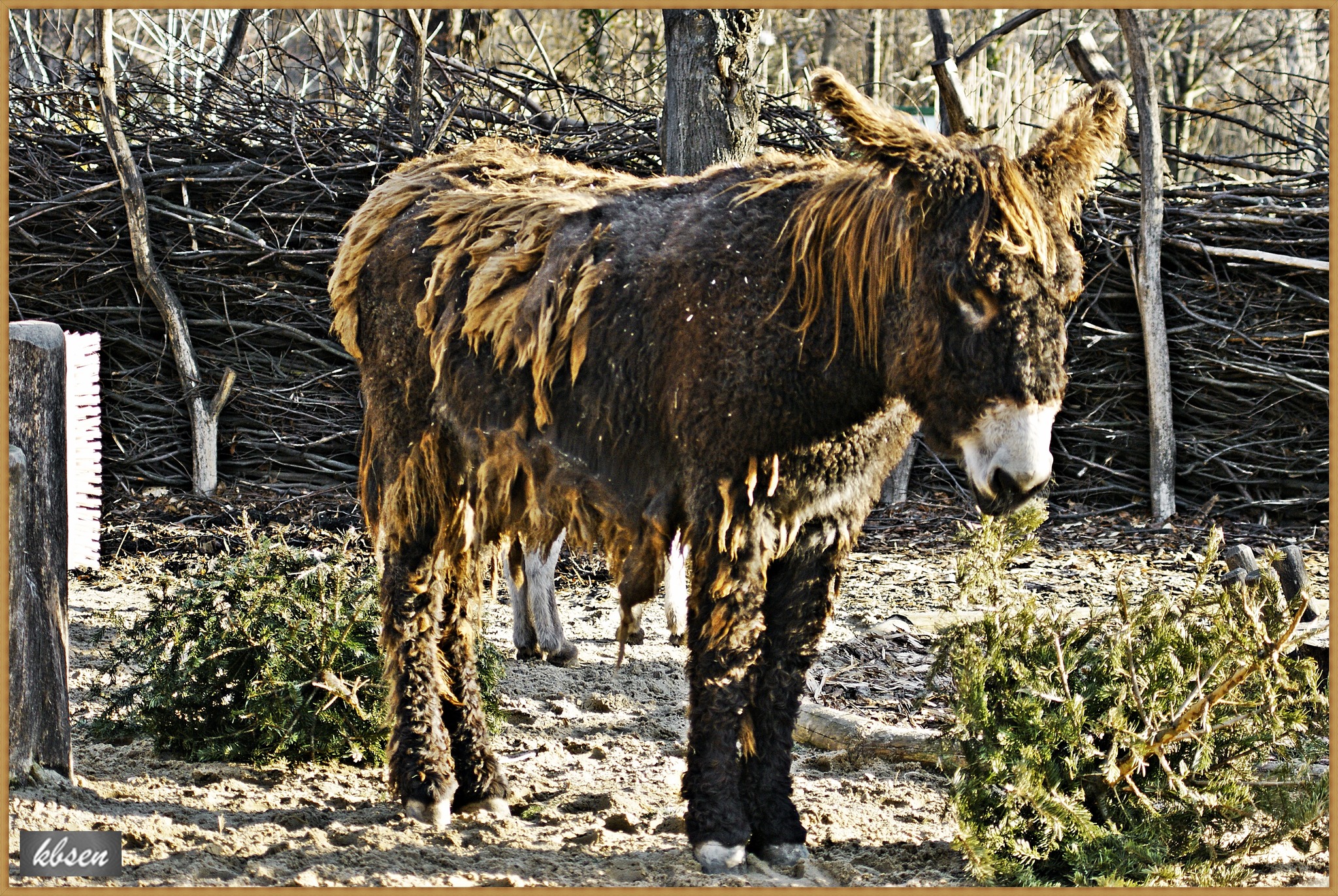 Poitou Esel - Liesing