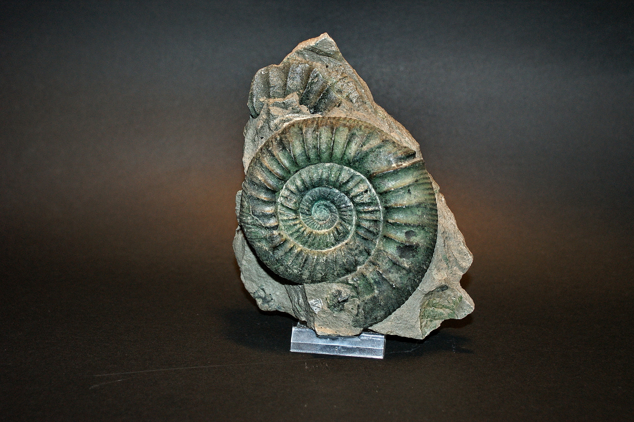 Die Ammoniten existierten insgesamt 350 Millionen Jahre und waren einer ...