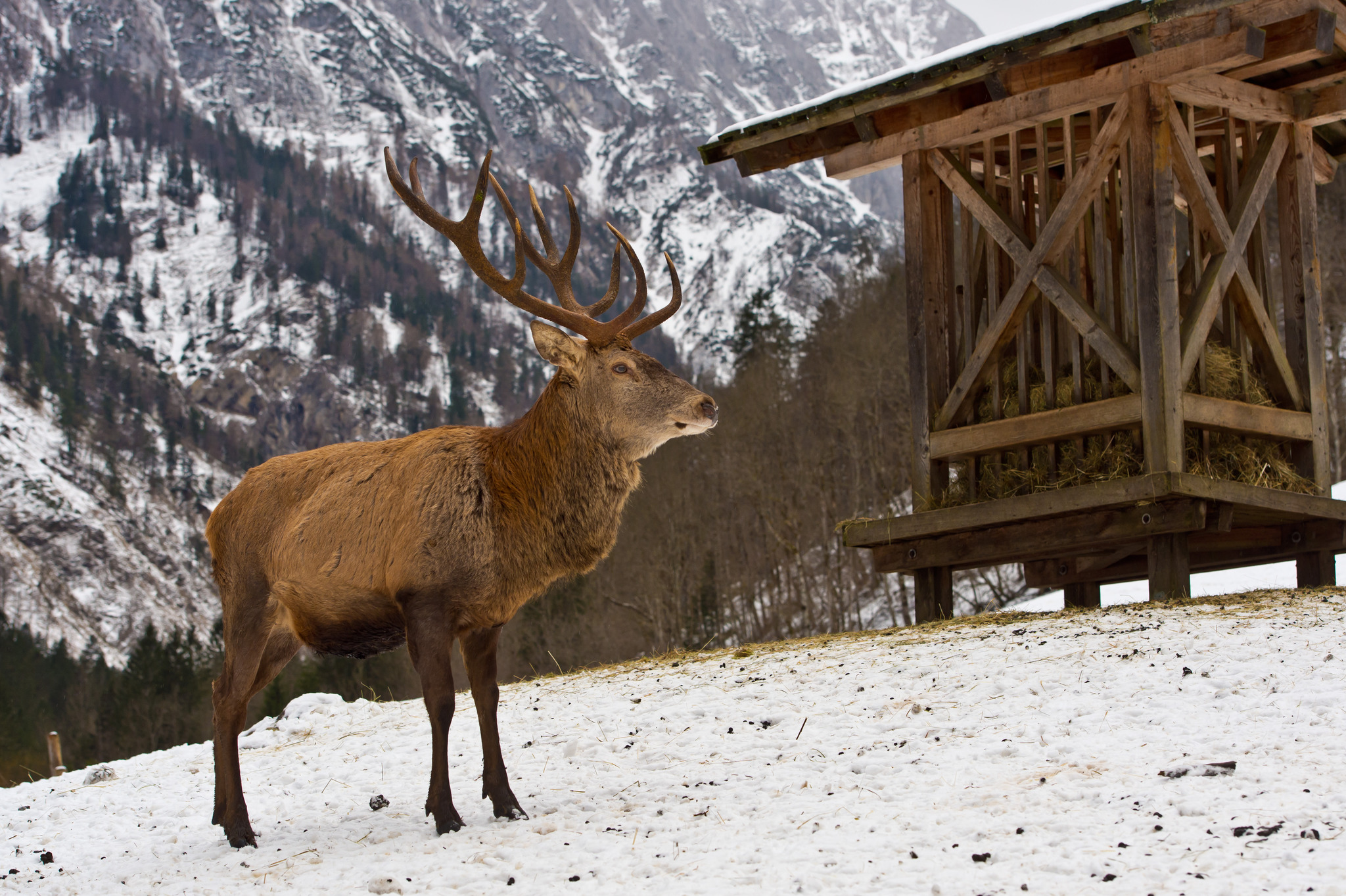 Hirsch Ludwig auf Sendung im Nationalpark - Kirchdorf