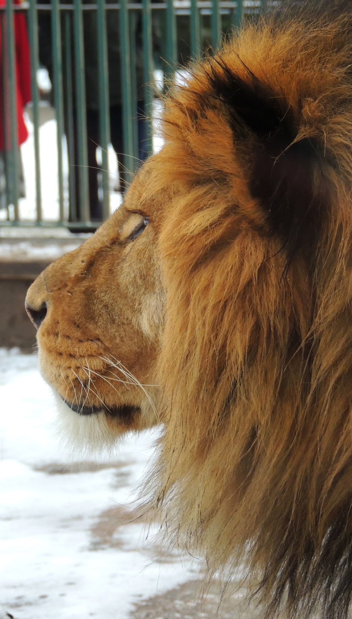 der König der Tiere - Horn