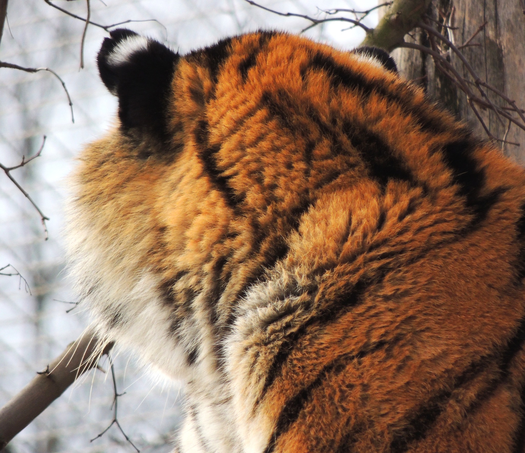 wie ein kuscheliger Teddy - Horn