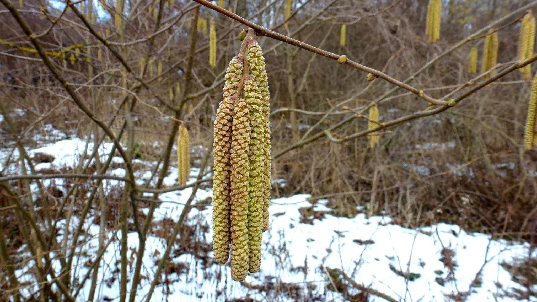 Die Hasel ist in voller Blüte! - Gänserndorf
