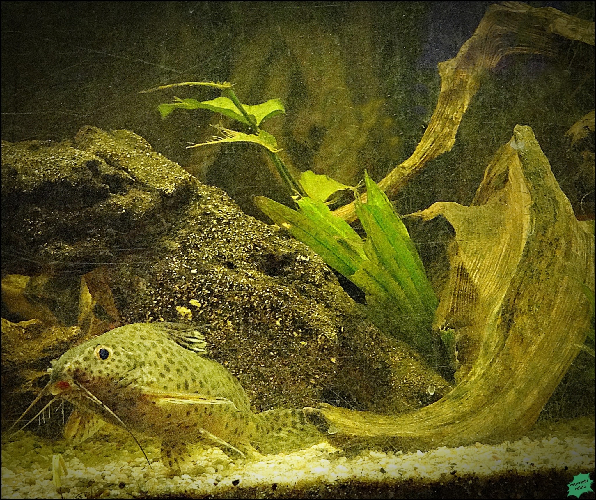 Ein großer Wels! - Wieden