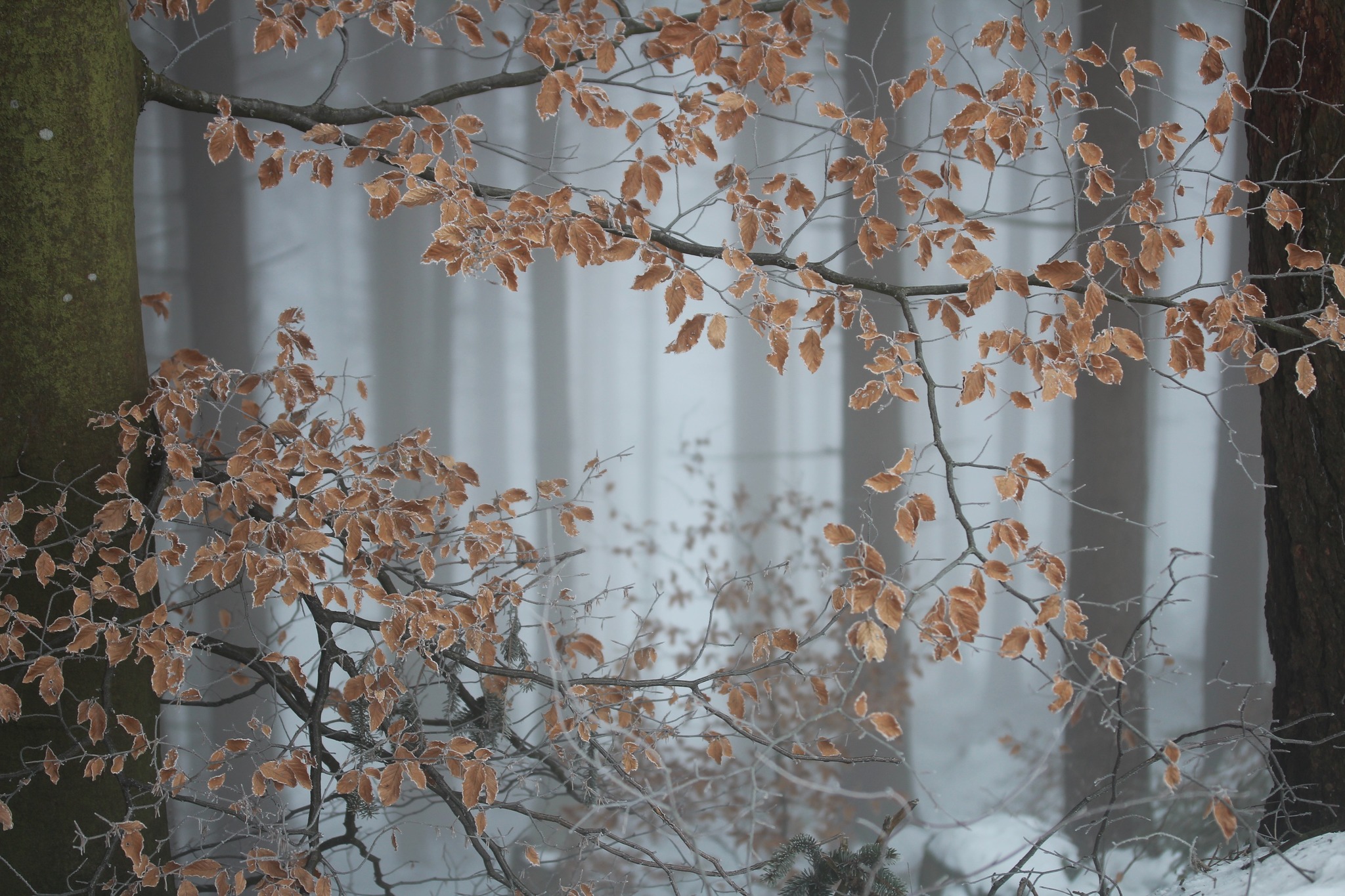 **Raureif- Blättervorhang** - Vöcklabruck
