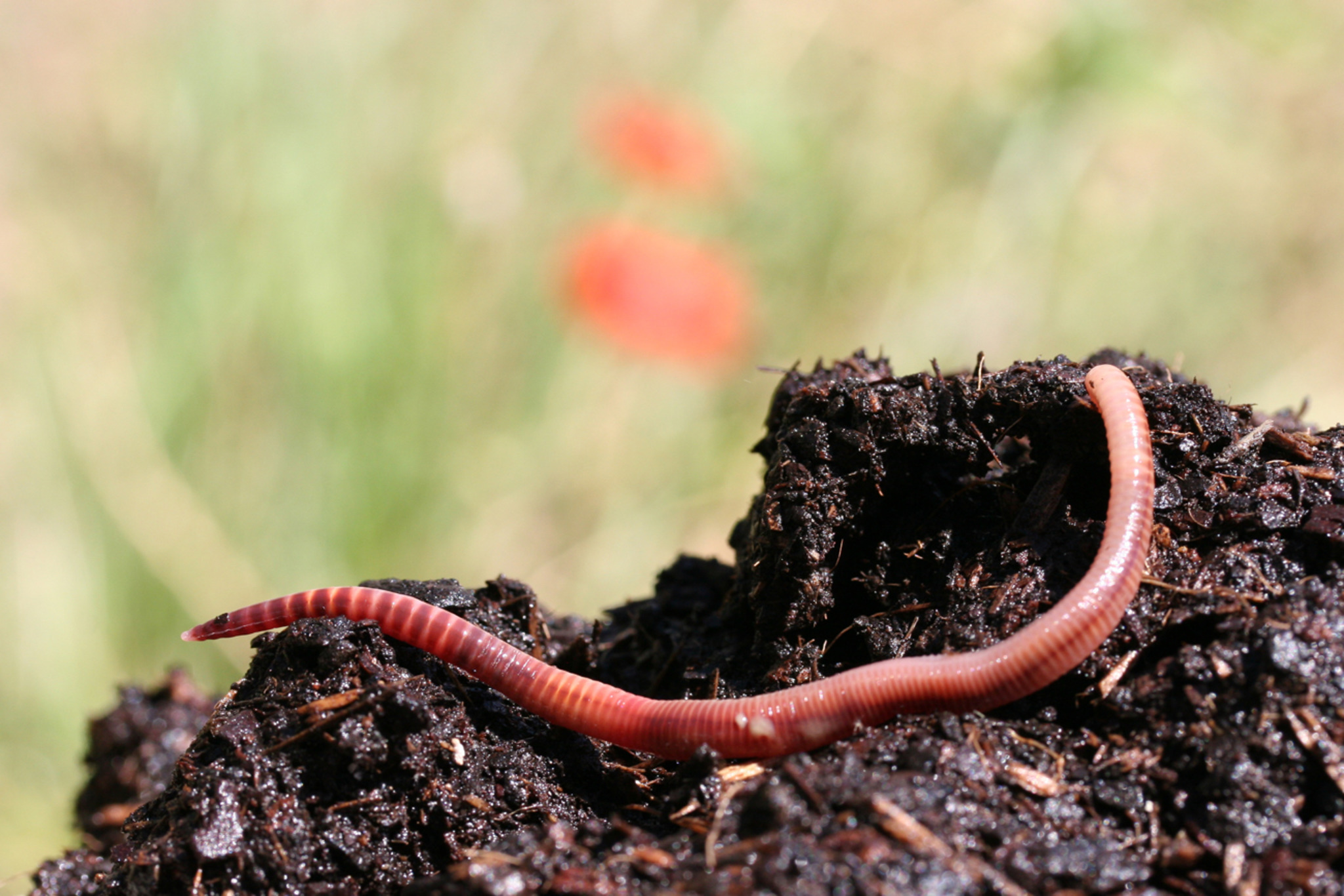 Erdwurmzüchter aus Spannberg verkauft feinsten Biohumus bis nach Tirol ...