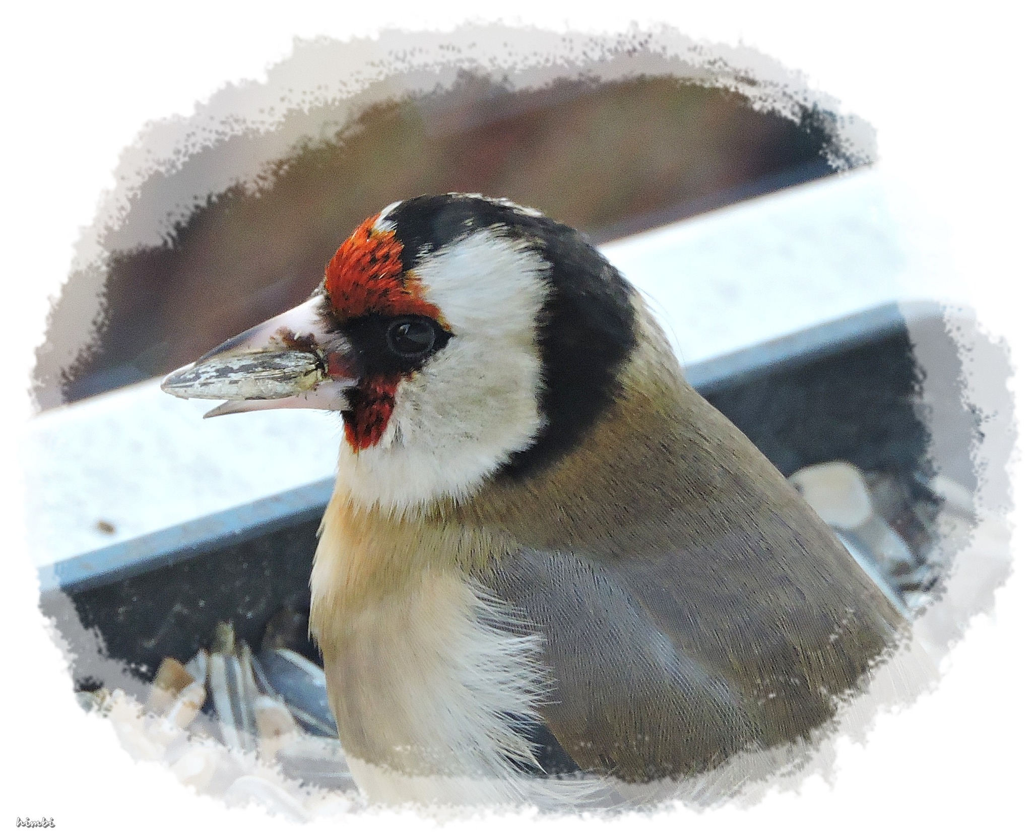 Den knacke ich auch noch - Schwechat