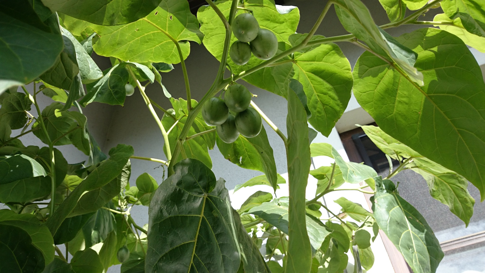 Tamarillos grown in Styria - Hartberg-Fürstenfeld