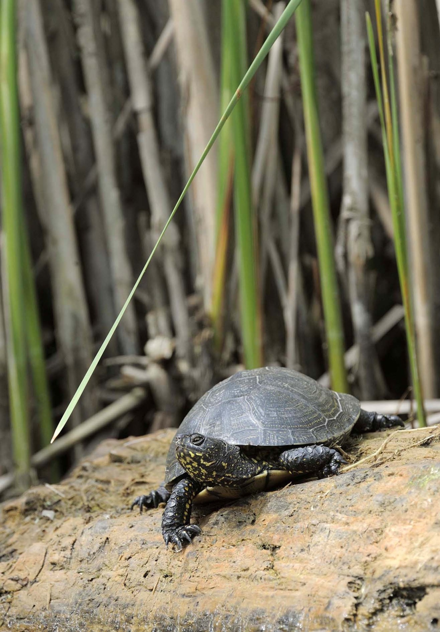 Programme für Groß und Klein rund um das Reptil des Jahres 2015 ...