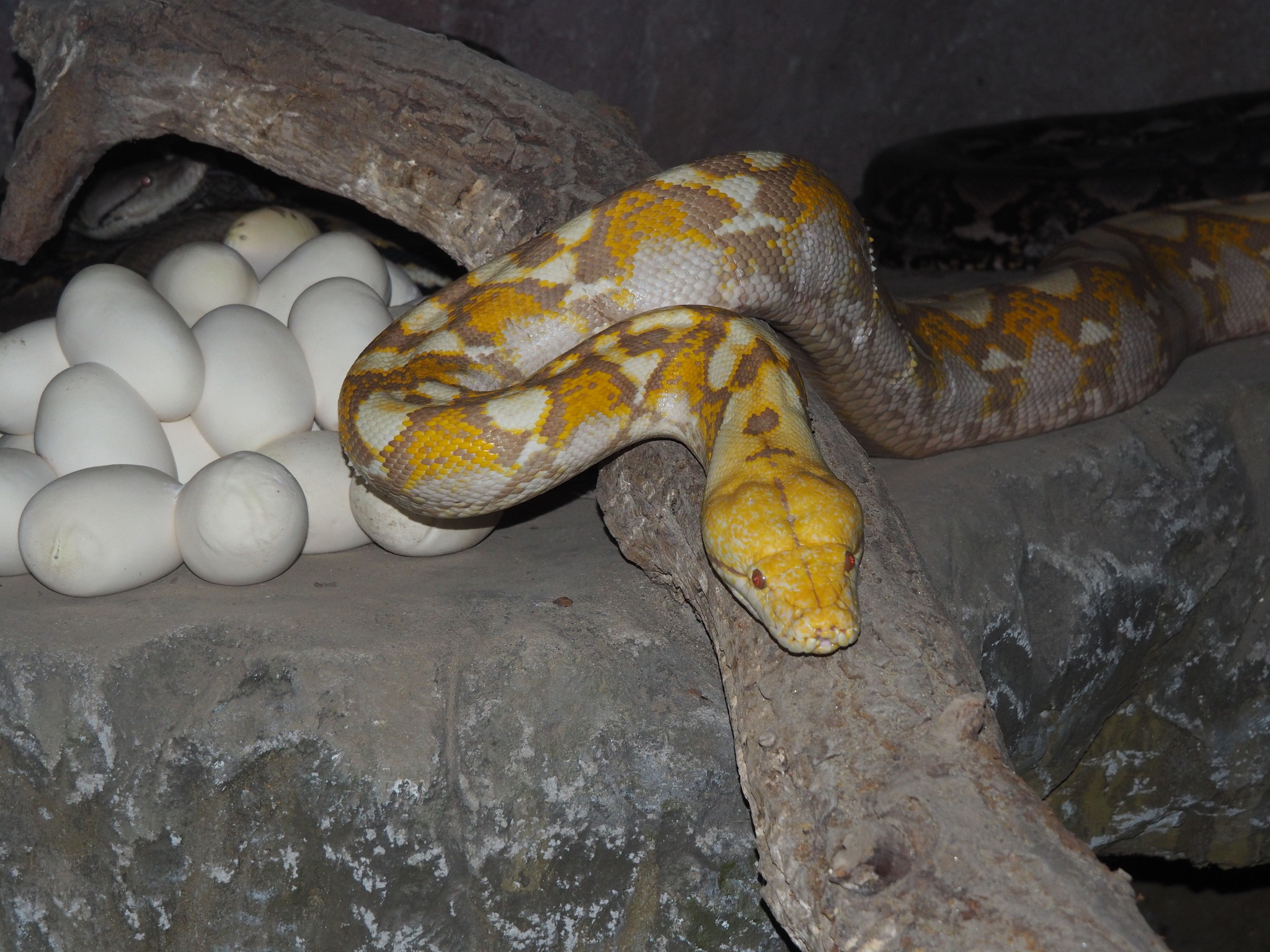 Netzpython überraschte mit Gelege aus 40 Eiern - Wels & Wels Land
