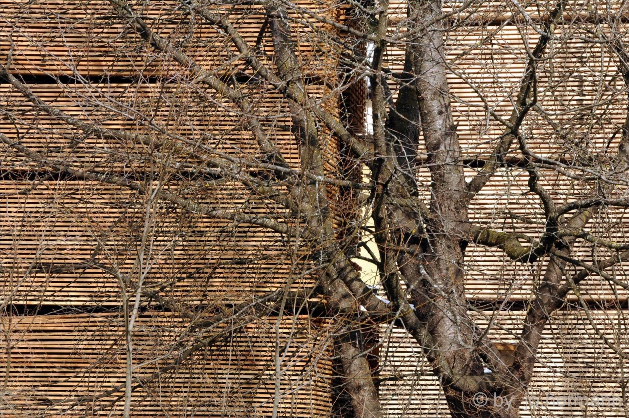 vom Baum zum Brett - Spittal