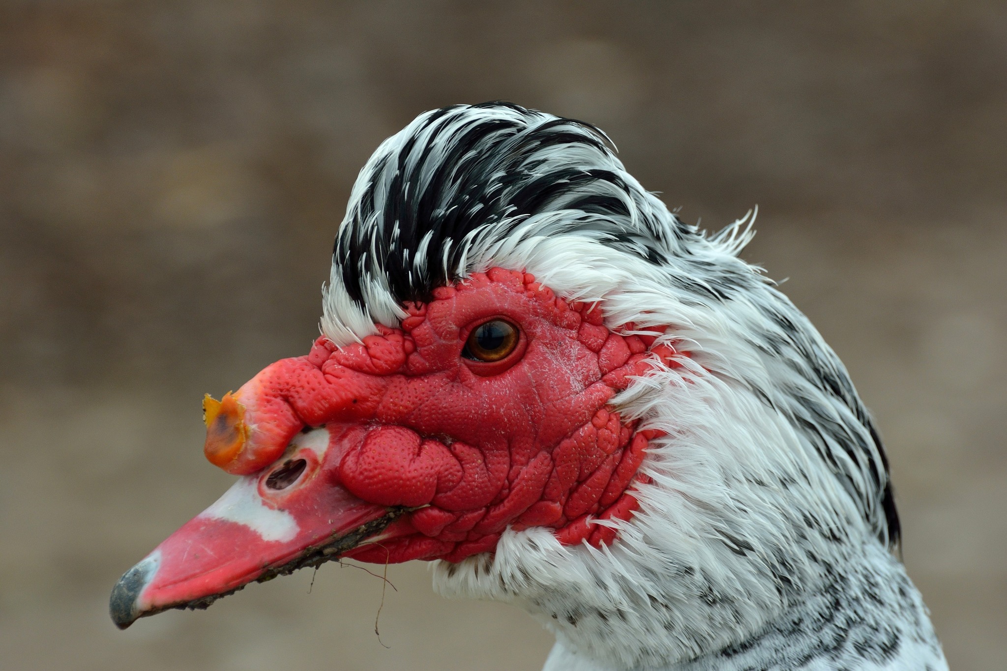 Warzenente! - Graz-Umgebung