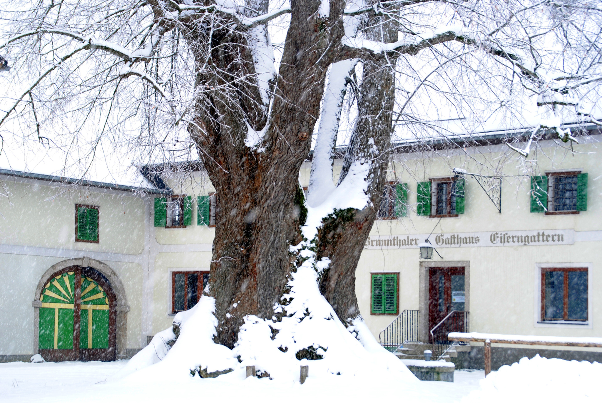 „Bam, Oida!“ – der wahrscheinlich älteste Baum im Salzkammergut ...