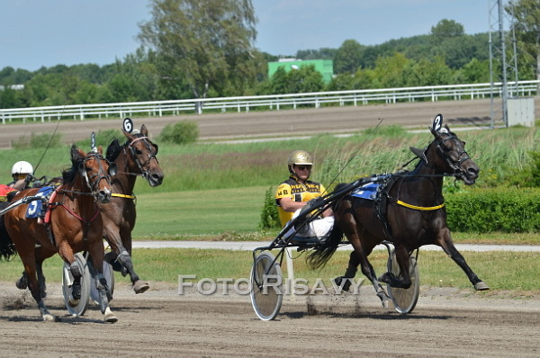 Traber im Magna Racino - Steinfeld